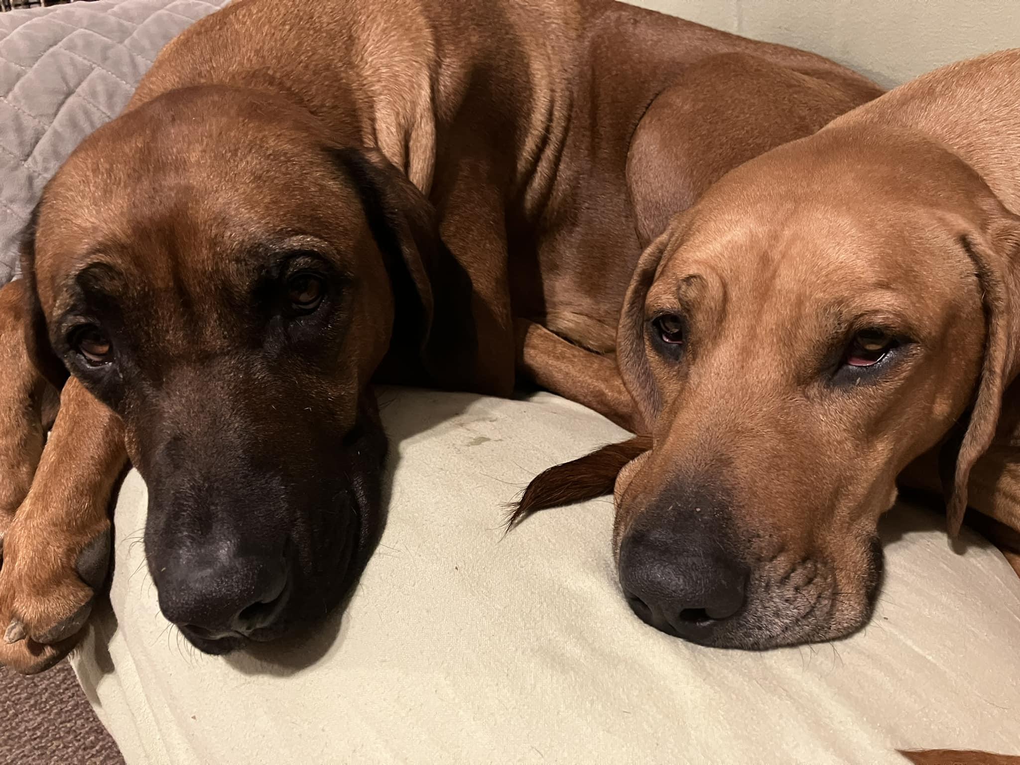 Sky Ridge in Virginia | Rhodesian Ridgeback puppies | Good Dog