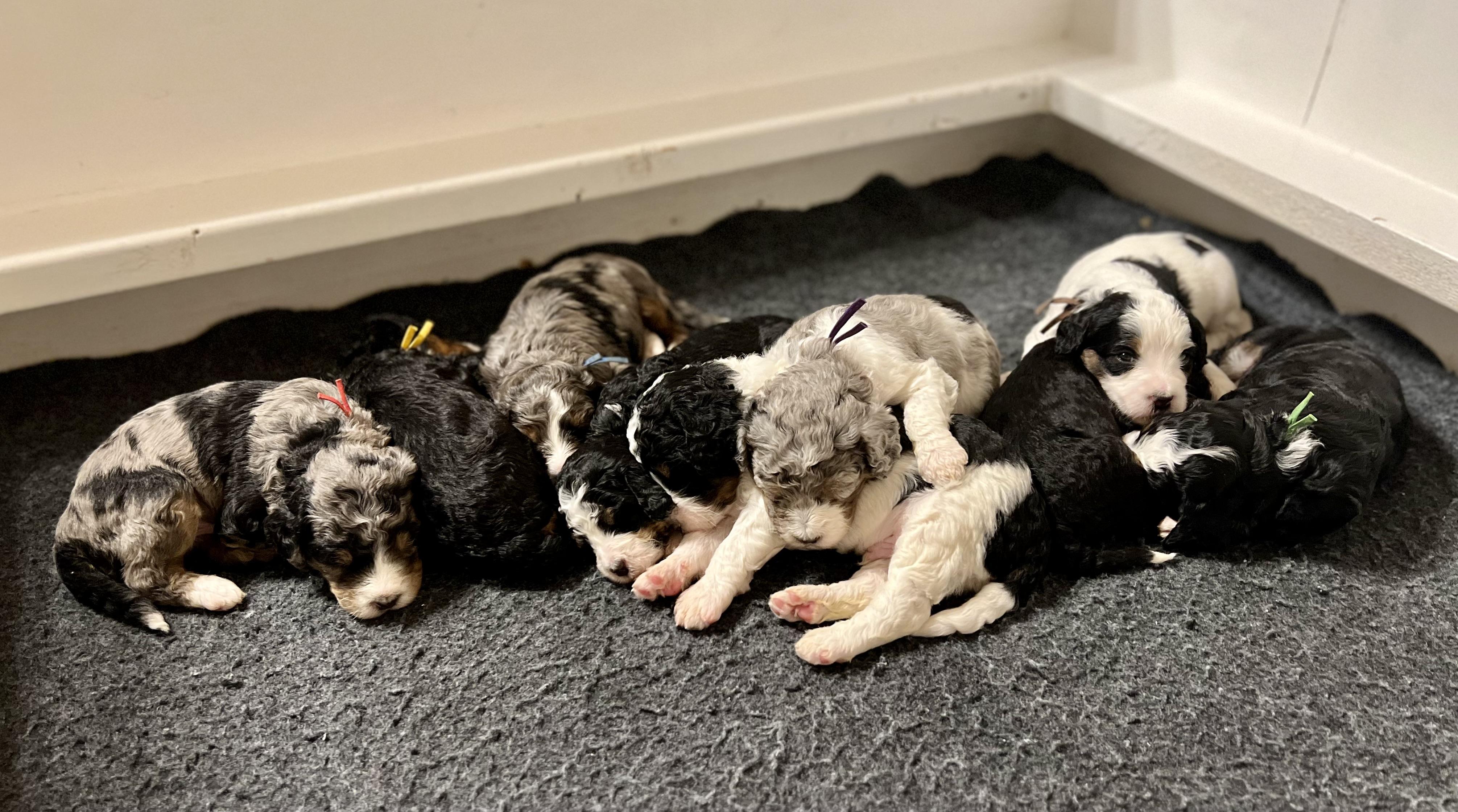 Brunsman Country Doodles LLC in Indiana | Bernedoodle and Goldendoodle ...