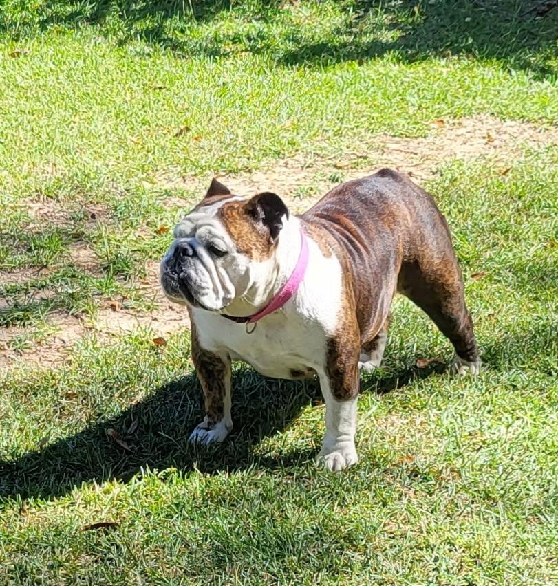 Chief Bulldogs in Georgia | Bulldog puppies | Good Dog