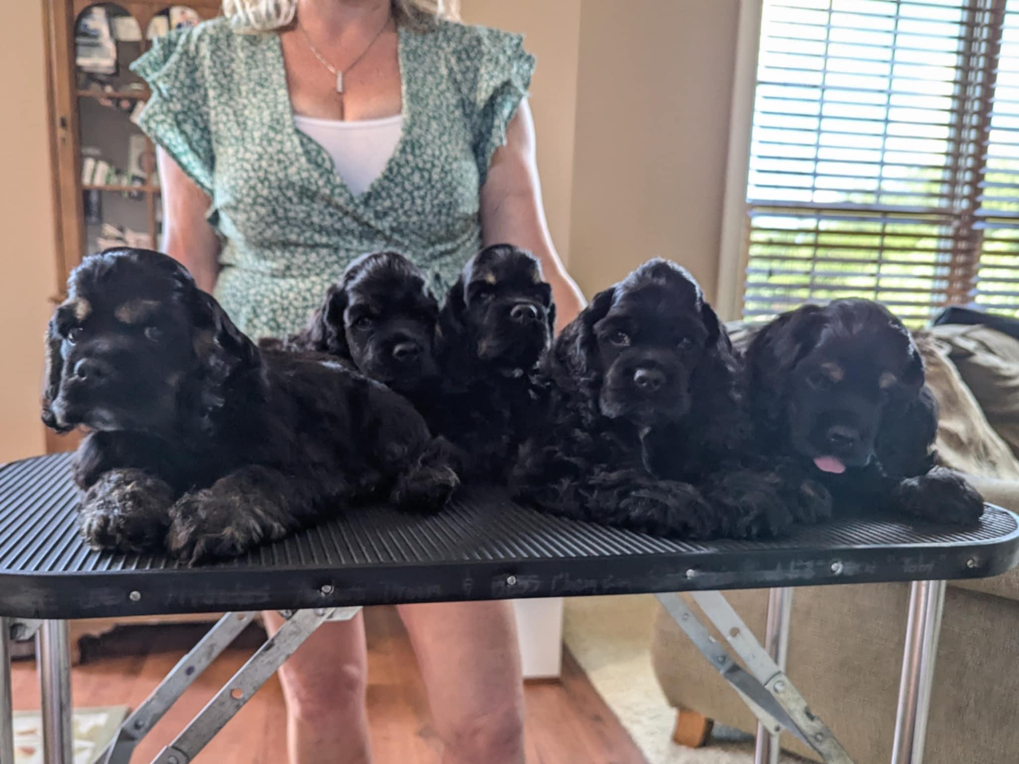 DreamShadow Cockers in Indiana | Cocker Spaniel puppies | Good Dog