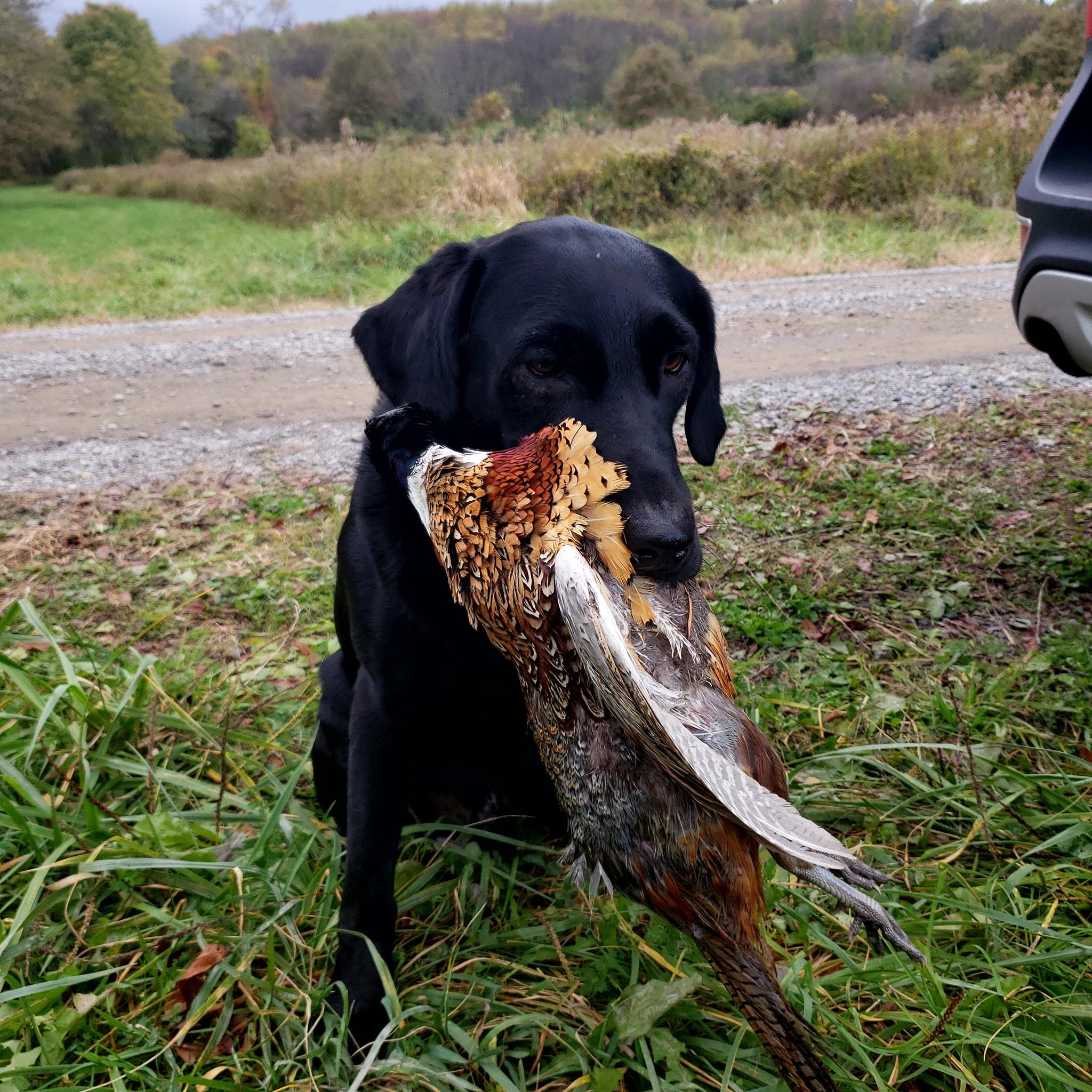 James' Labrador Retrievers in Pennsylvania | Labrador Retriever puppies ...