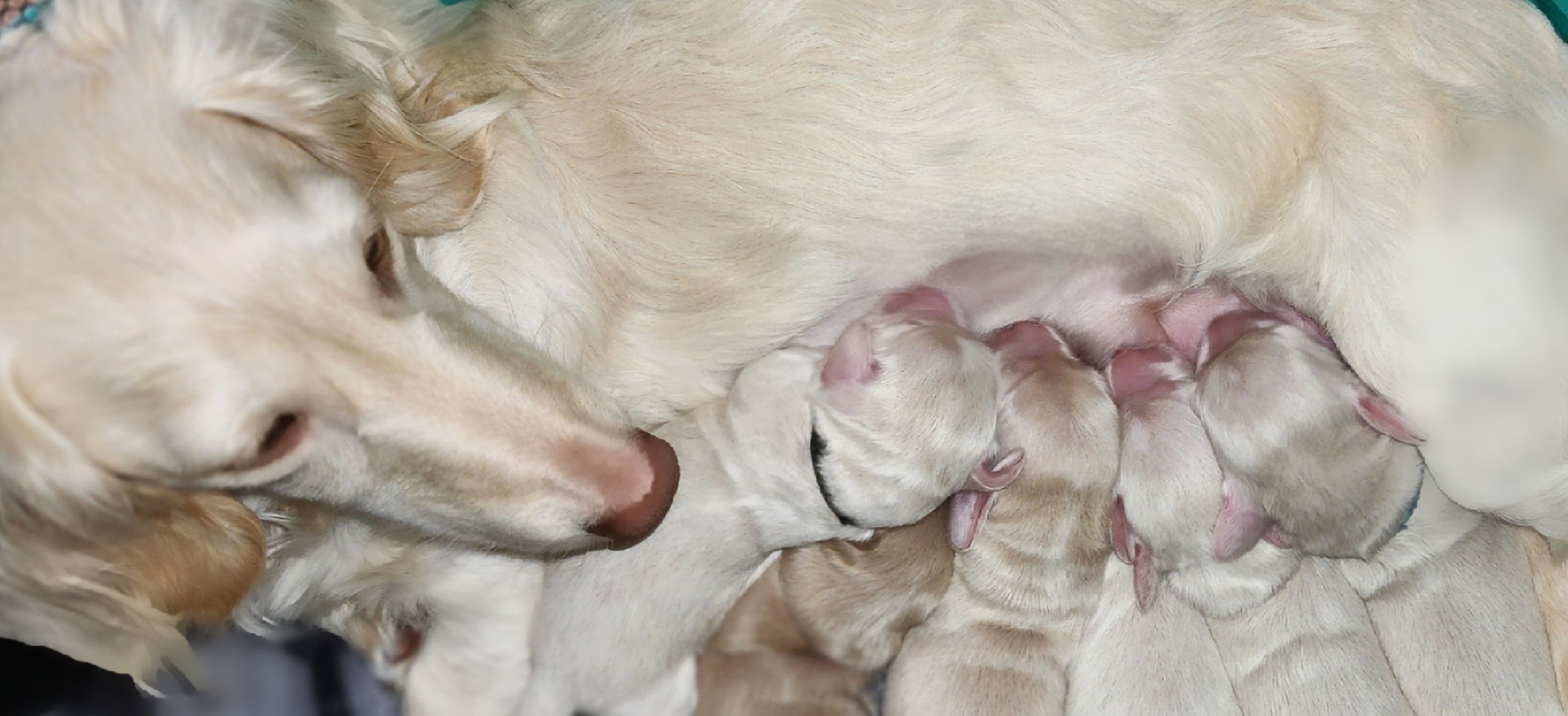 Farmhouse Sausages in California | Dachshund puppies | Good Dog