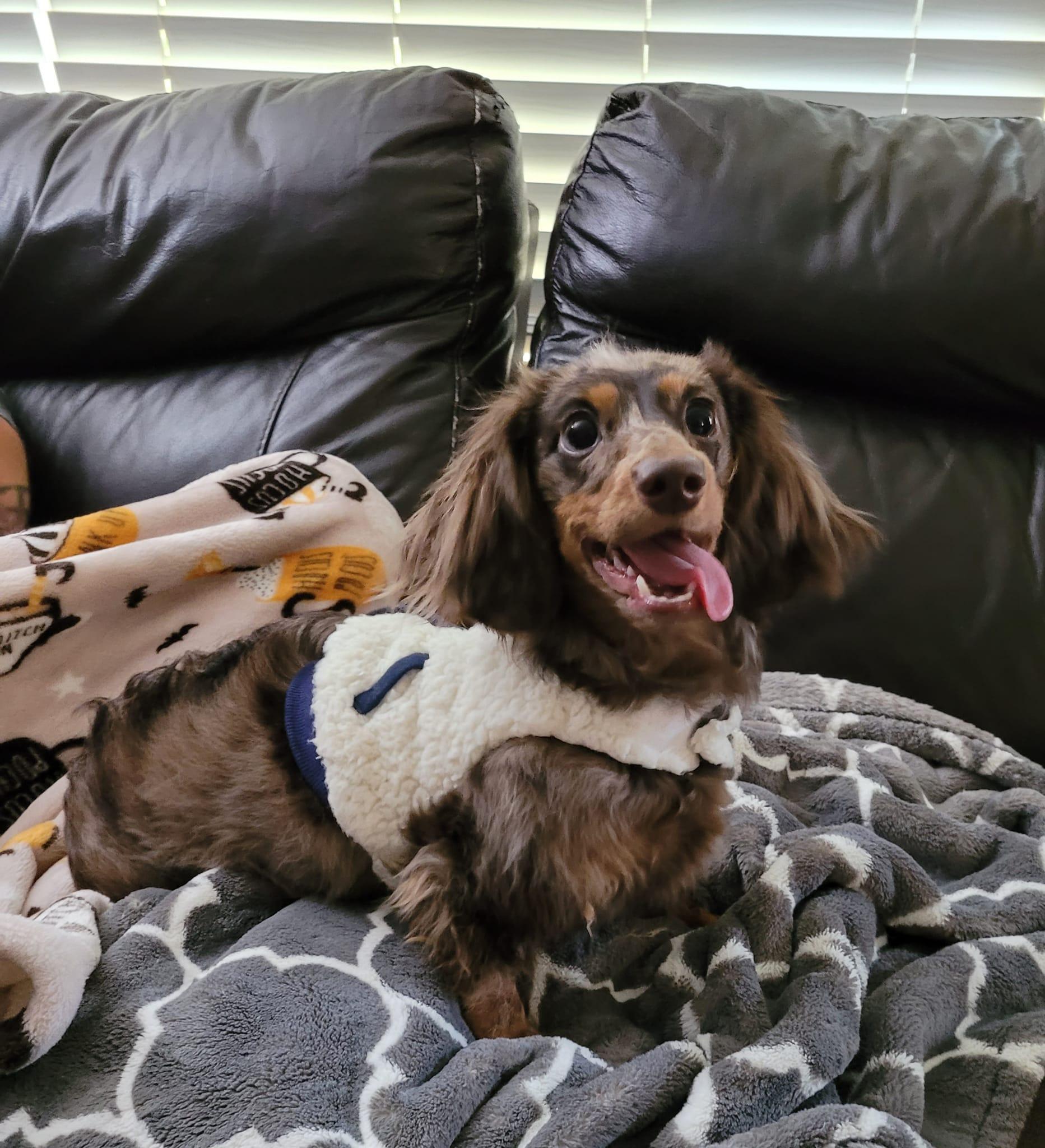 Timberline Mini Longhaired Dachshunds in Washington | Dachshund puppies ...