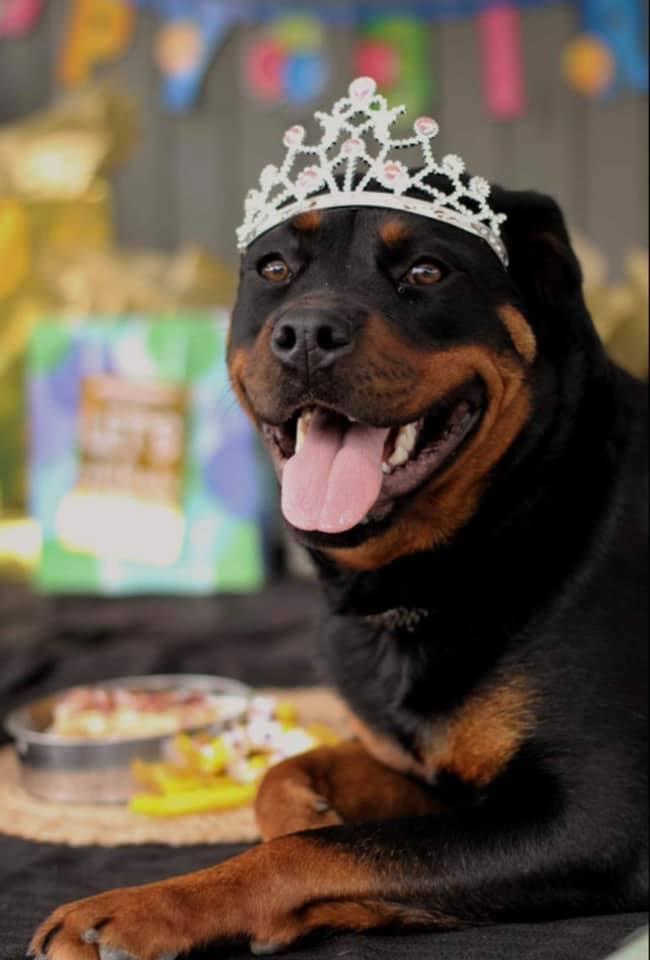 Oakville Rottweilers in Oregon | Rottweiler puppies | Good Dog