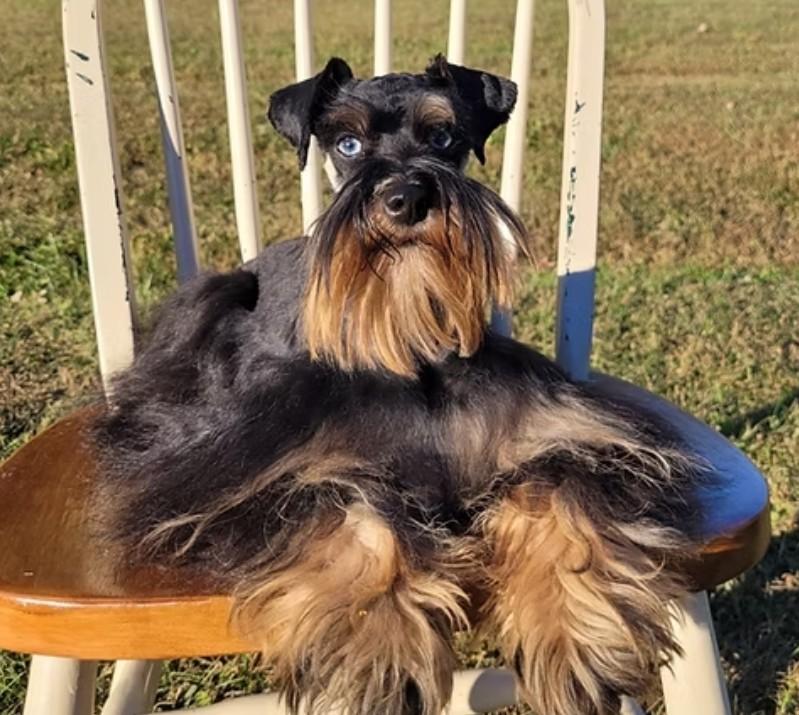 Schnauzer Snobs in North Carolina | Miniature Schnauzer puppies | Good Dog