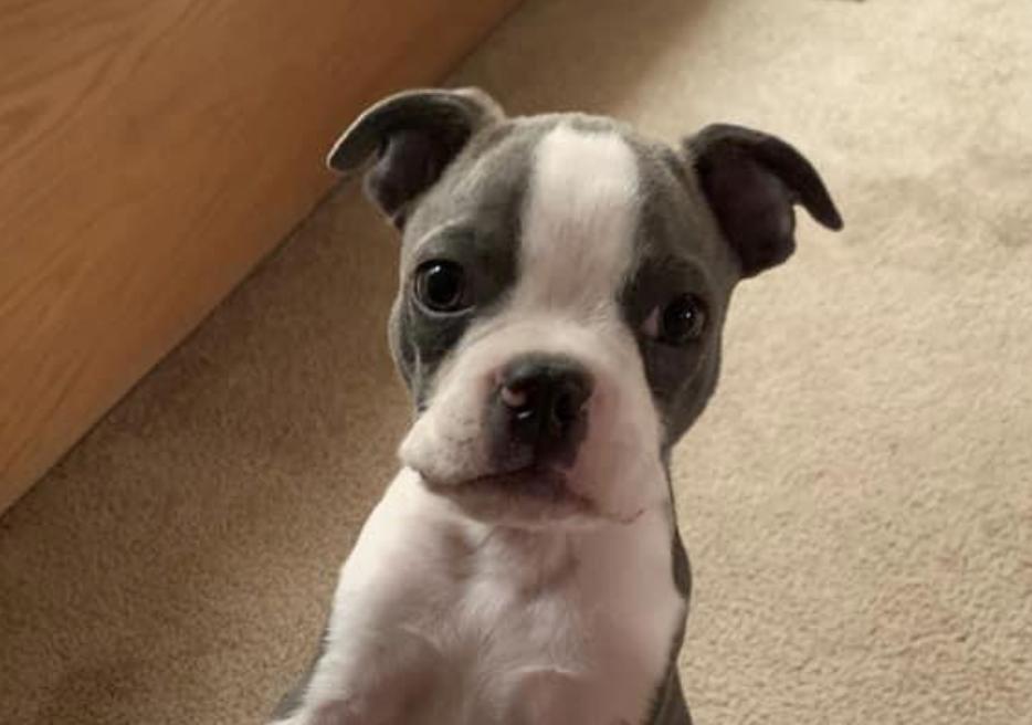 Boston Terrier Puppies in Oregon | Boston Terrier puppies | Good Dog