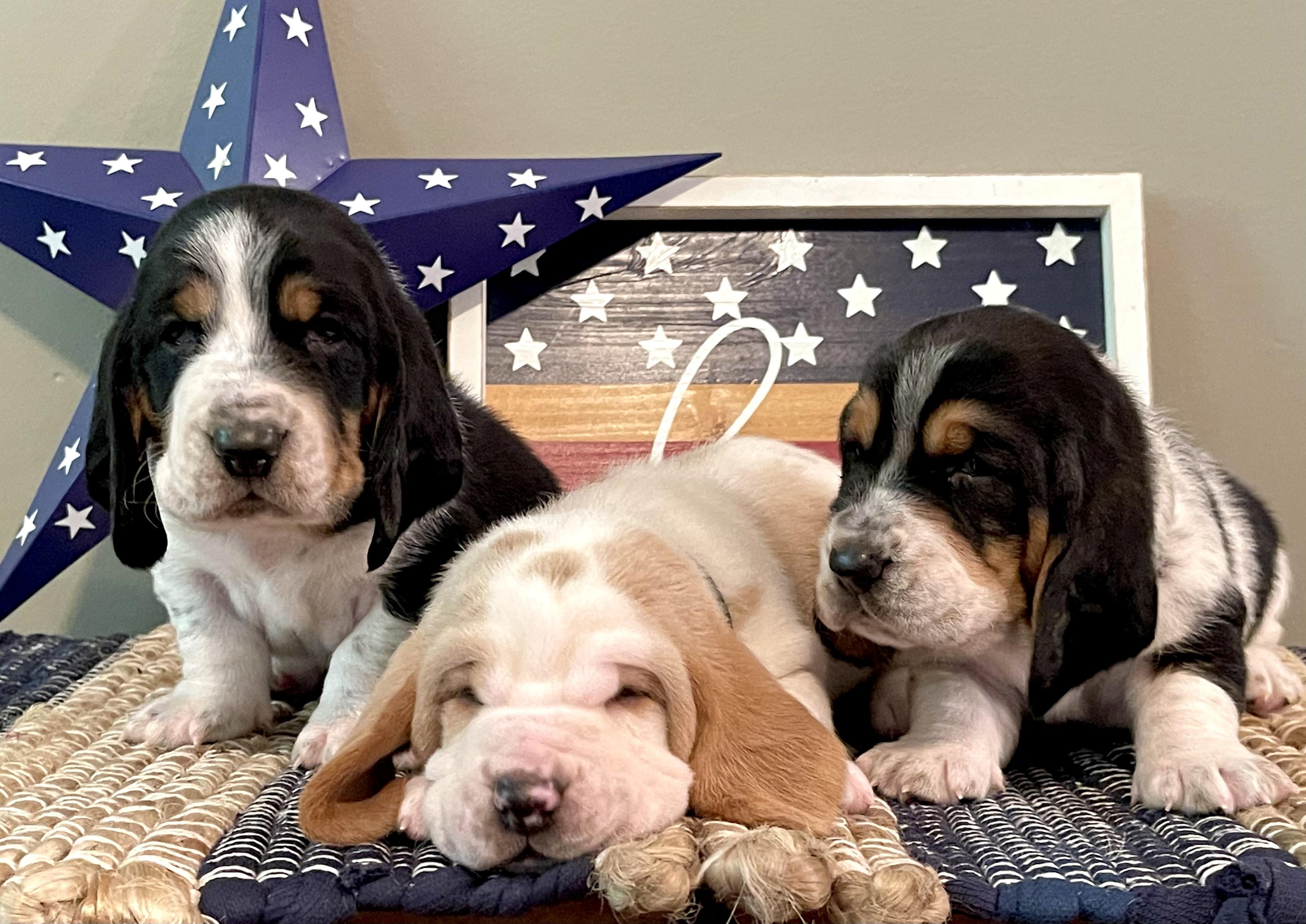 RiverBottom Bassets in Kentucky | Basset Hound puppies | Good Dog