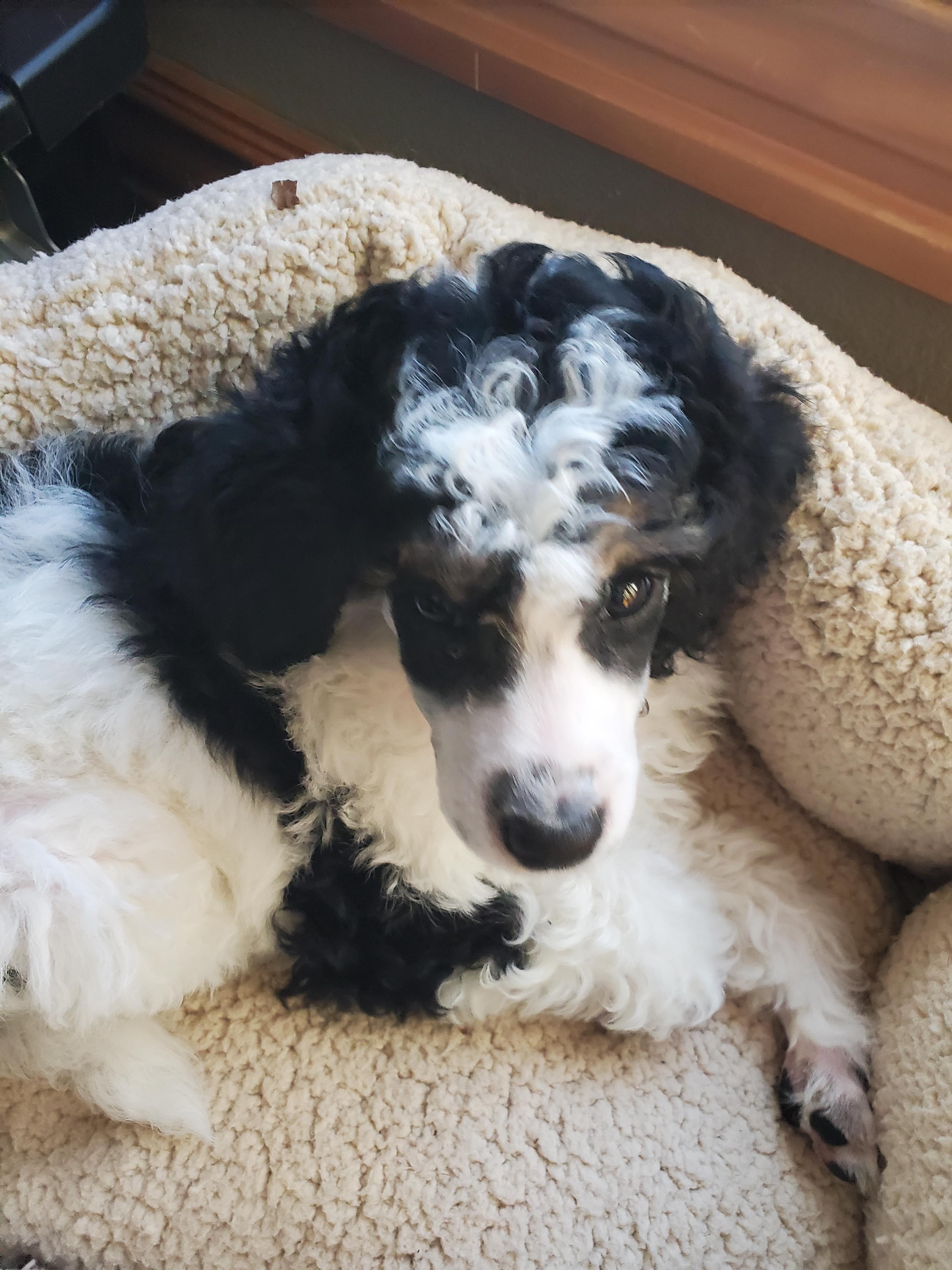 Family Poodles in Missouri | Poodle puppies | Good Dog