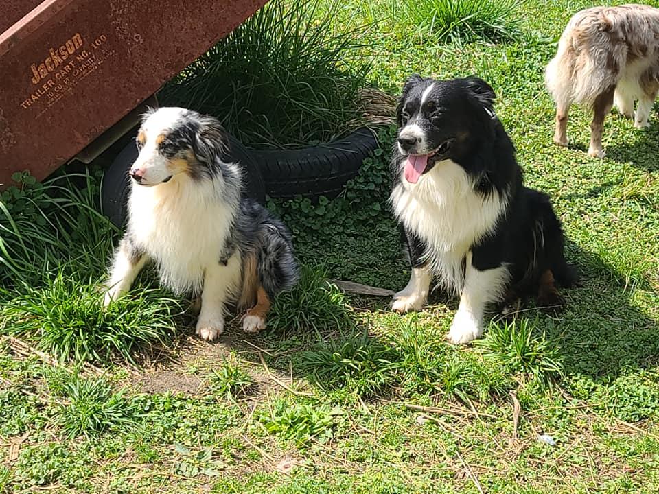 Just a Spot of Colors Little Aussies in Virginia | Miniature Australian ...