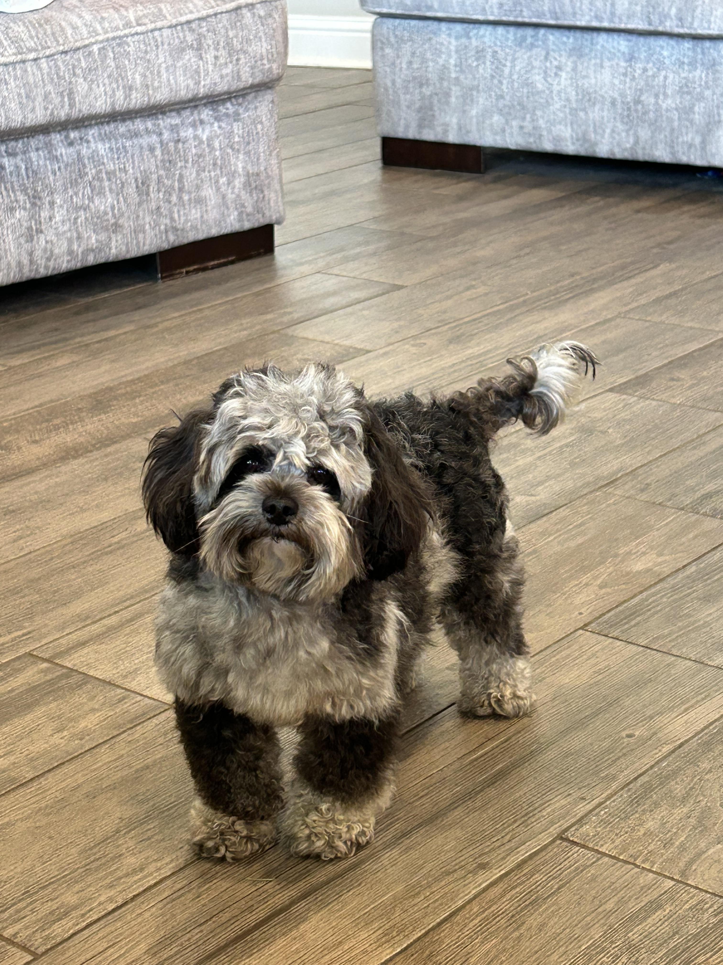 Cajun Cockapoo’s in Louisiana | Cockapoo puppies | Good Dog