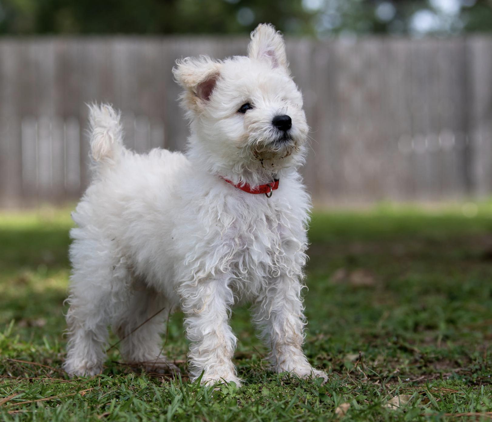 Calypso Pumi in Texas | Pumi puppies | Good Dog