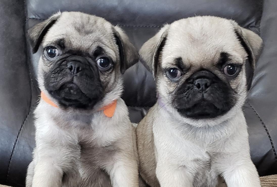 Happy Pugs & Huskies in North Carolina | Pug and Siberian Husky puppies ...