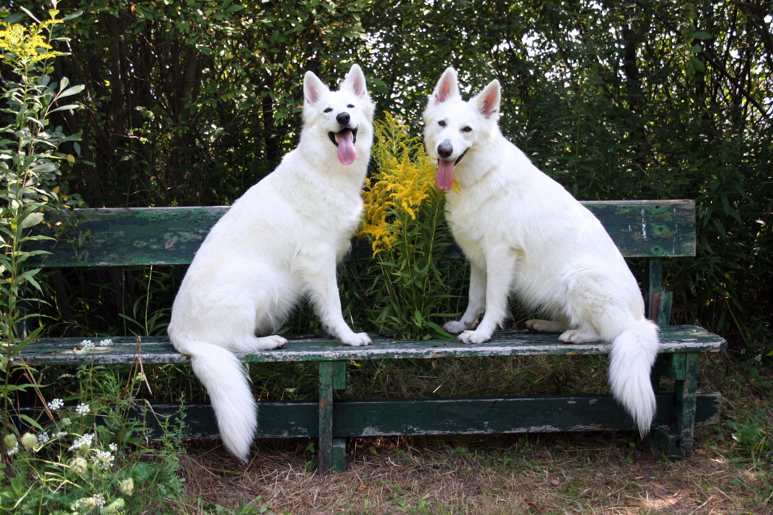 Victorious White Shepherds in New York | Berger Blanc Suisse puppies ...