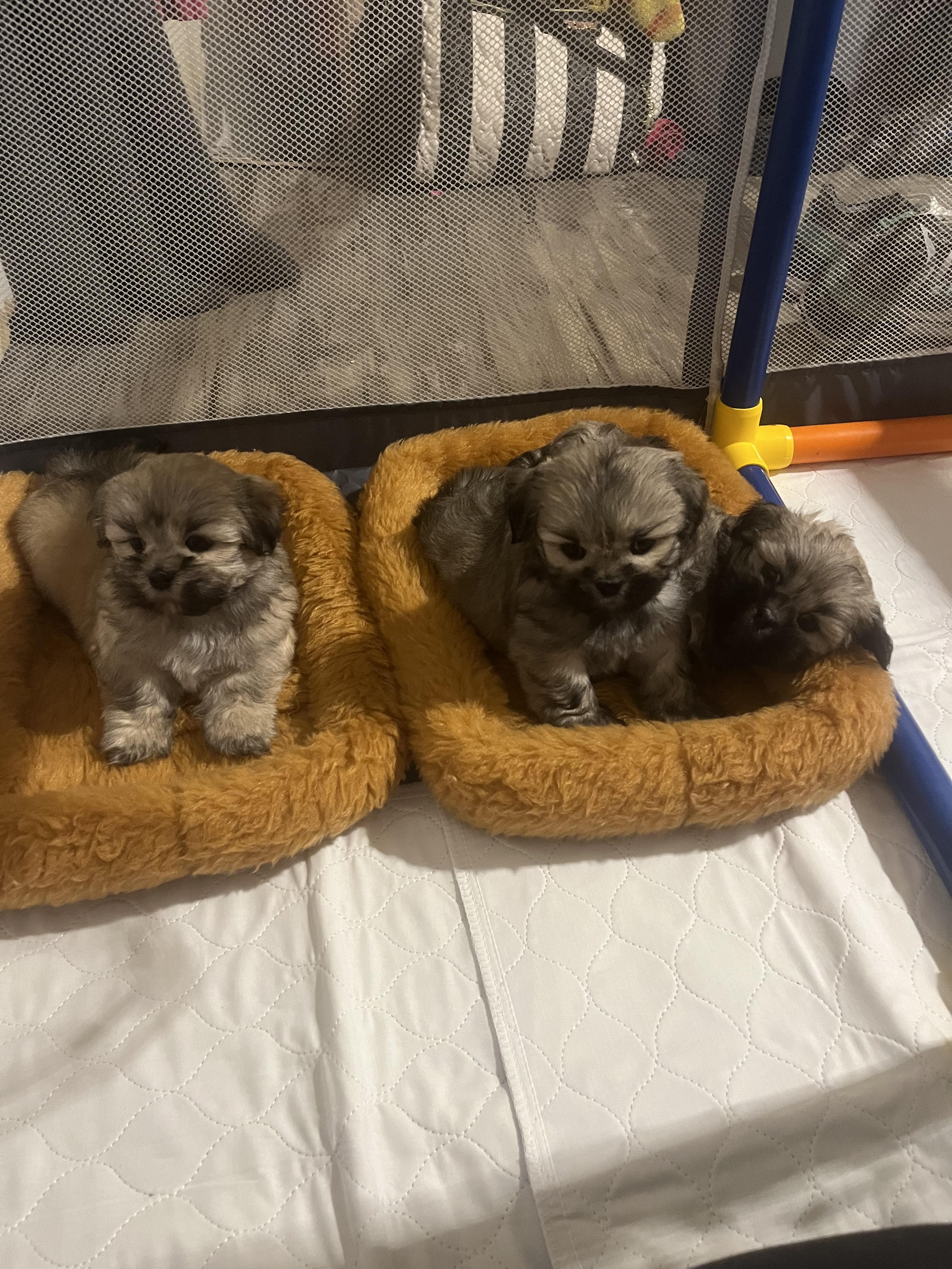 Teenas Lhasa Apsos in California | Lhasa Apso puppies | Good Dog