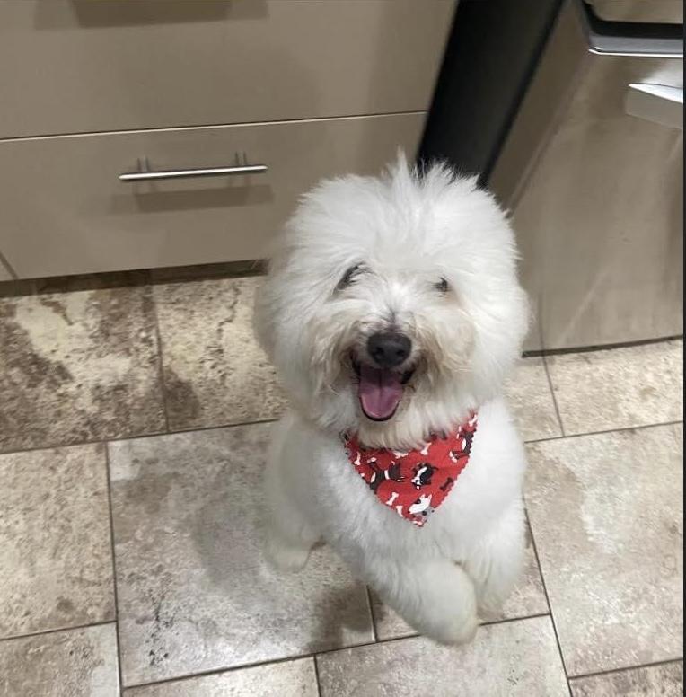 Beethoven’s Cotons in Texas | Coton de Tulear puppies | Good Dog