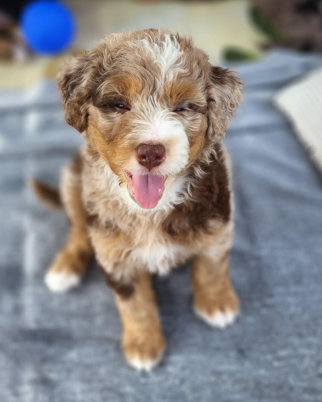 Do Wah Diddy Doodles in Indiana | Assorted Doodle Crosses puppies ...