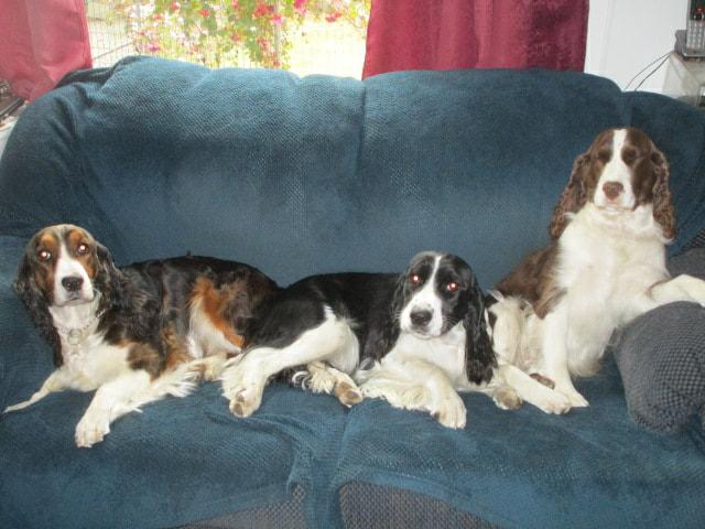 Springer Spaniels of McCormick in Oregon | English Springer Spaniel ...