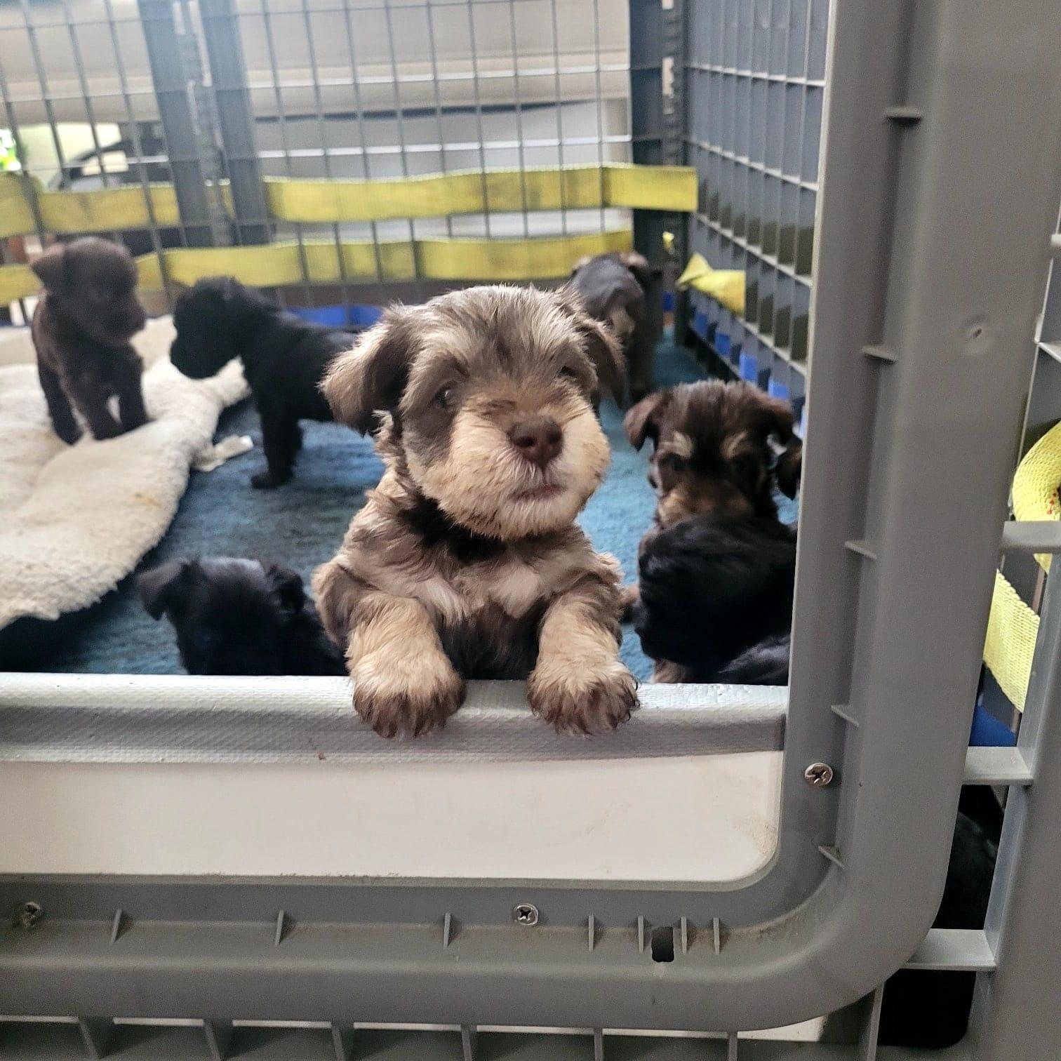 So Cal Schnauzer in California | Miniature Schnauzer puppies | Good Dog