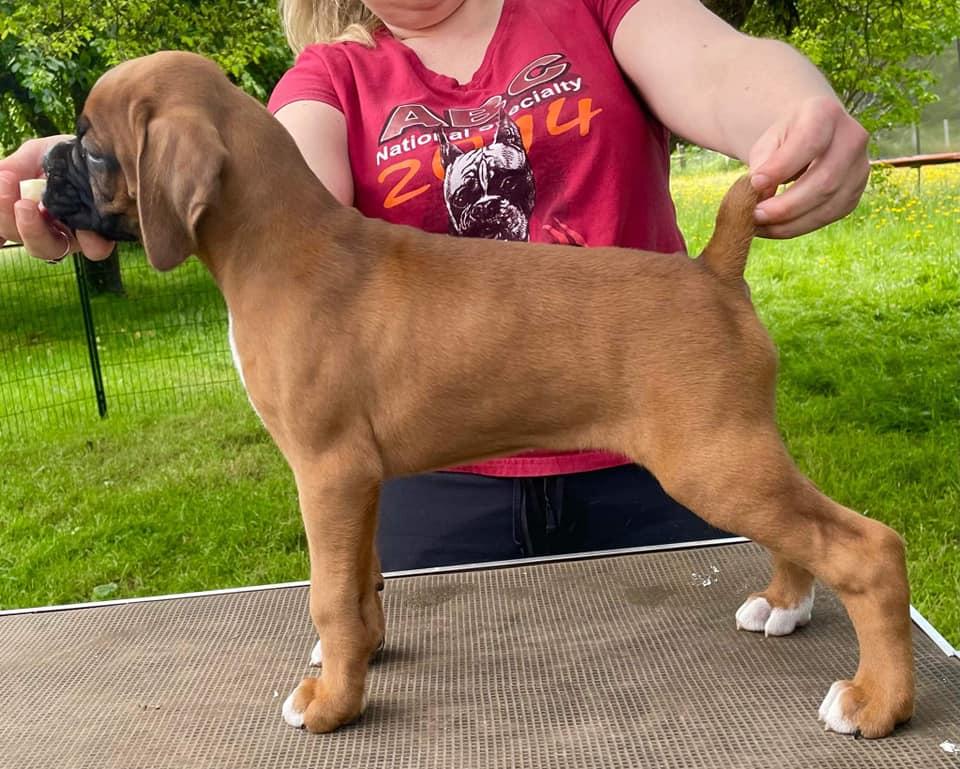 Simply Regal Boxers in Washington | Boxer puppies | Good Dog