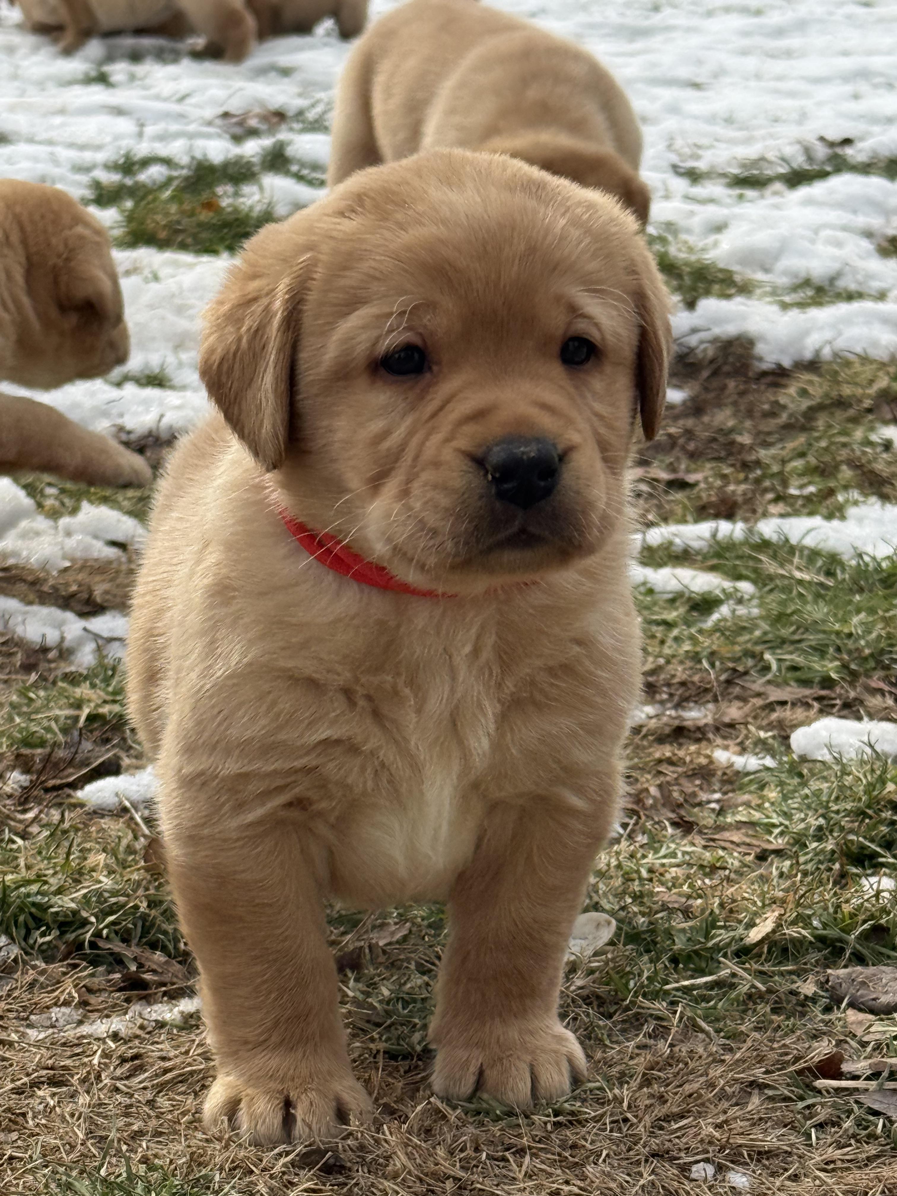 Raising Hope Labradors in North Carolina | Labrador Retriever puppies ...