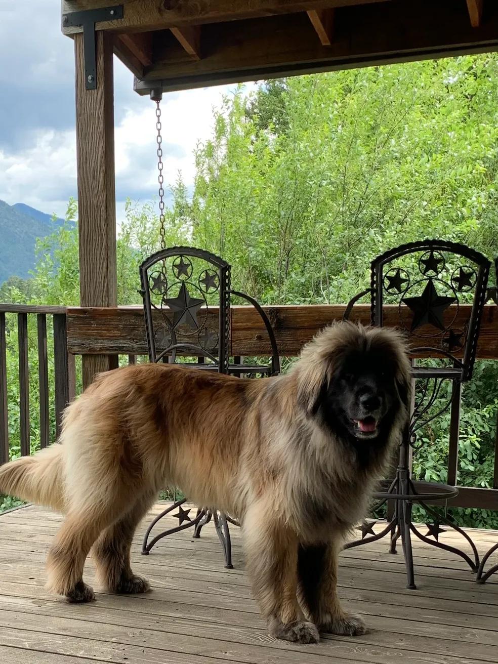 Renee Wilkinson in Utah | Leonberger puppies | Good Dog