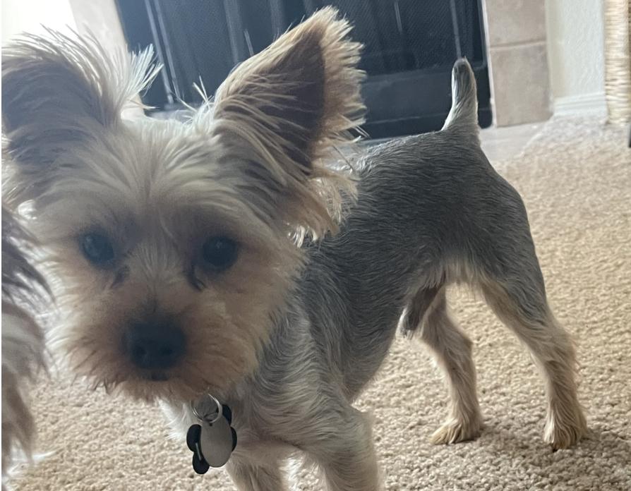 Parti Yorkies of AZ in Arizona | Yorkshire Terrier puppies | Good Dog