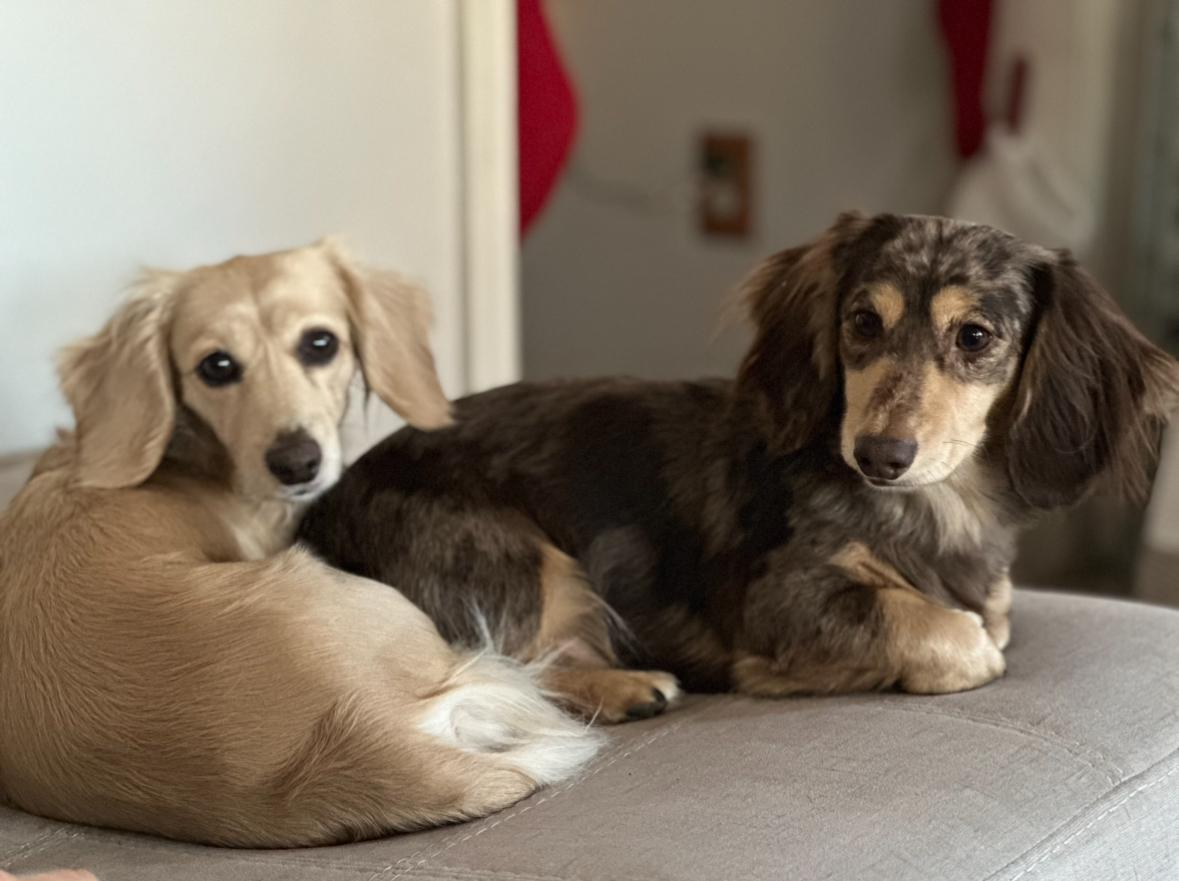 Angels Doxi Cottage in Virginia | Dachshund and Assorted Doodle Crosses ...