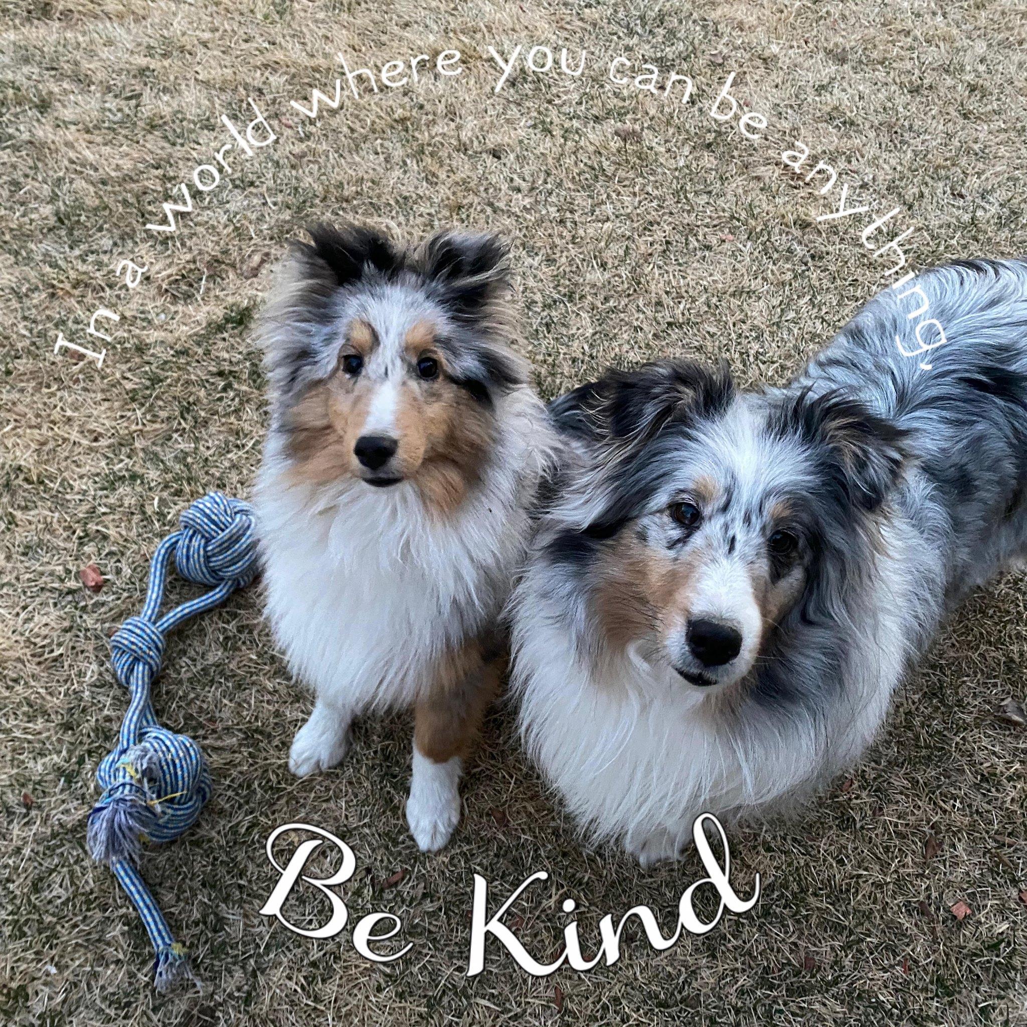 Heaven’s Shelties in Ohio | Shetland Sheepdog puppies | Good Dog