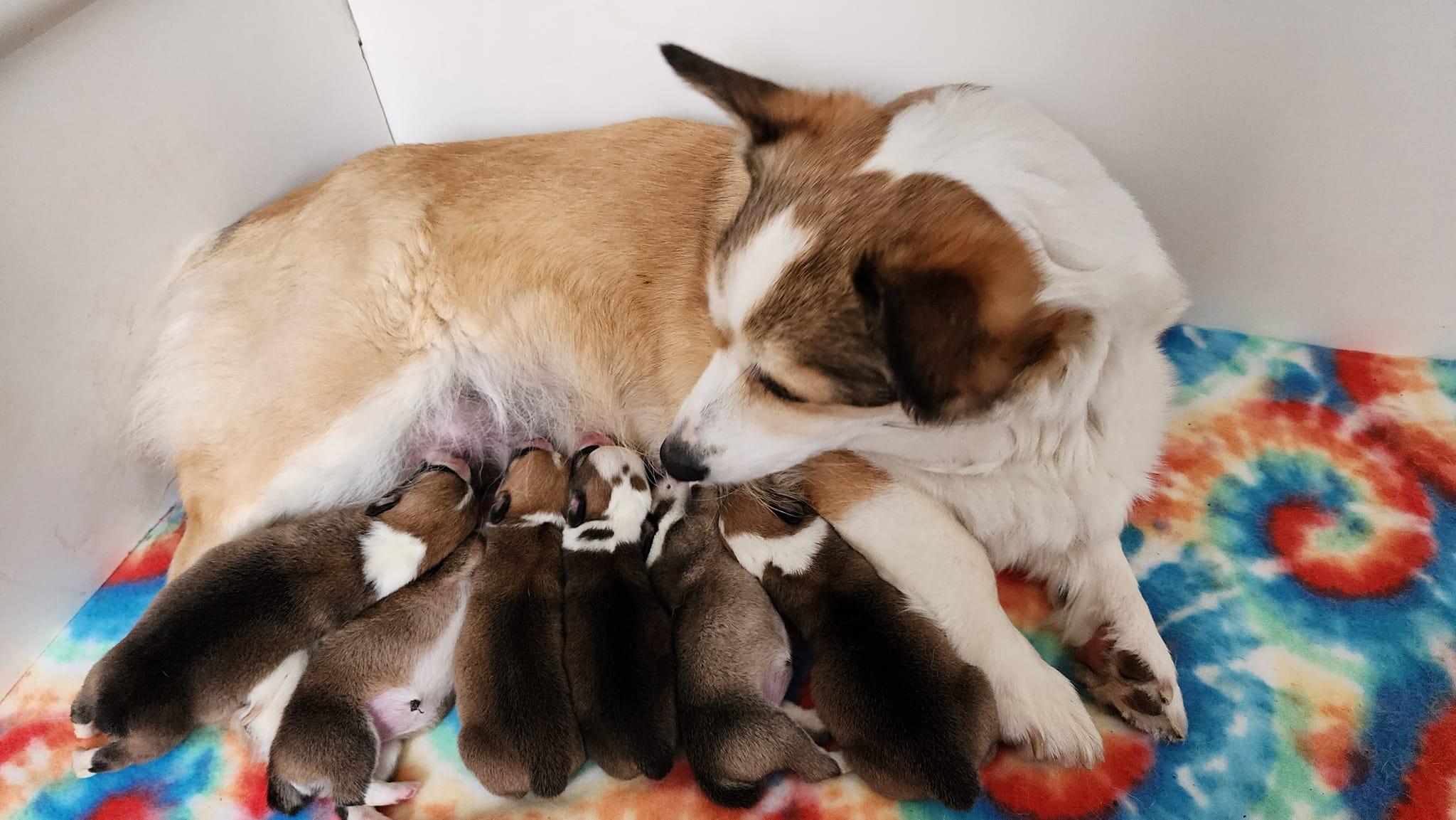 Corgis of Avalon in New Hampshire | Pembroke Welsh Corgi puppies | Good Dog