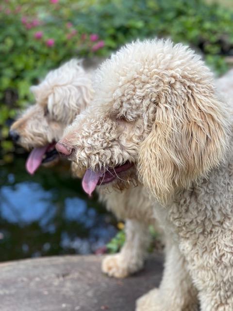 Mason Farmhouse Poodles, Doodles & Poos (Breeding & Stud Services) in ...