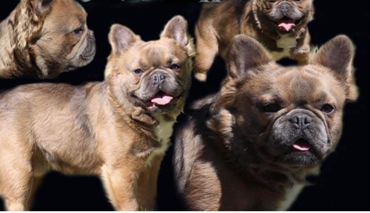 Amazing 8 Farms in Oregon | French Bulldog puppies | Good Dog