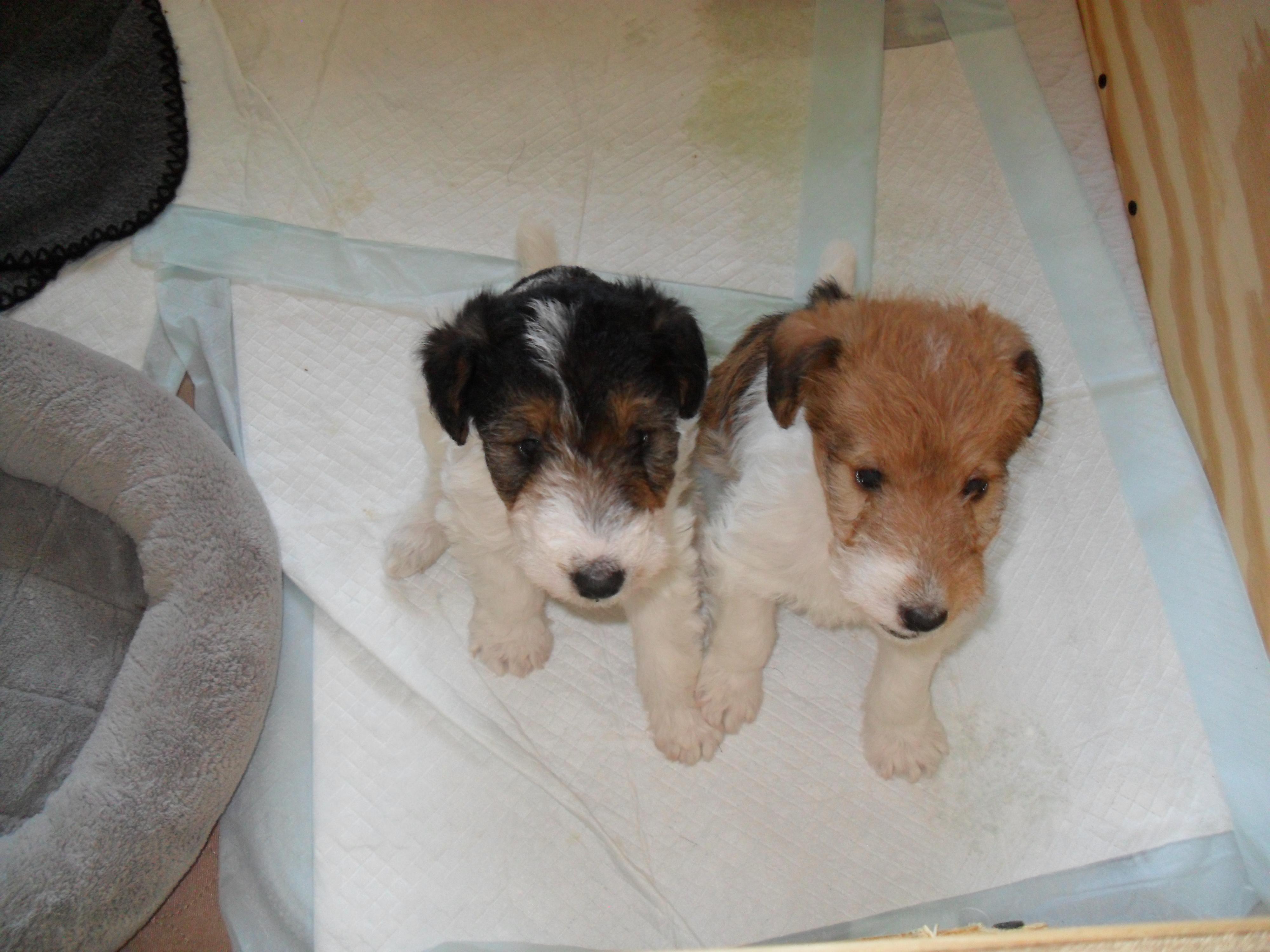 Fox Lore Terriers in Delaware | Wire Fox Terrier puppies | Good Dog