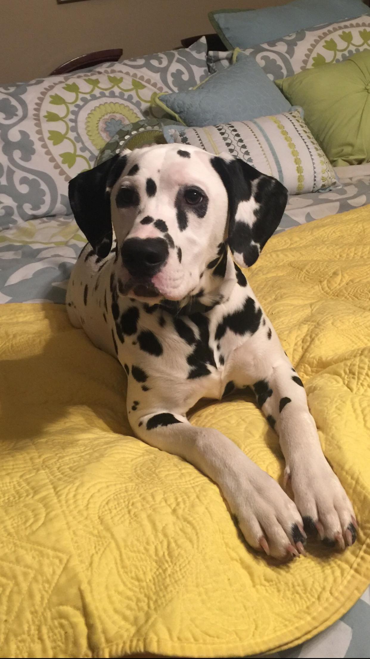 River Bend Barkery in Mississippi | Dalmatian puppies | Good Dog