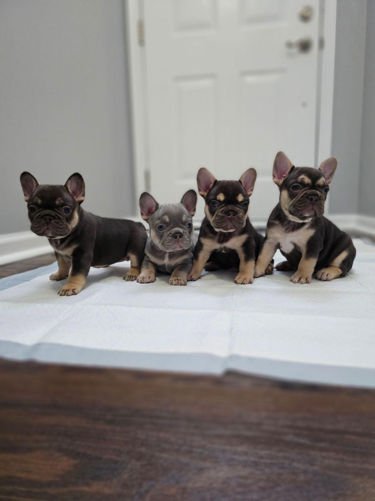 Kristen's French Bulldogs in Illinois | French Bulldog puppies | Good Dog