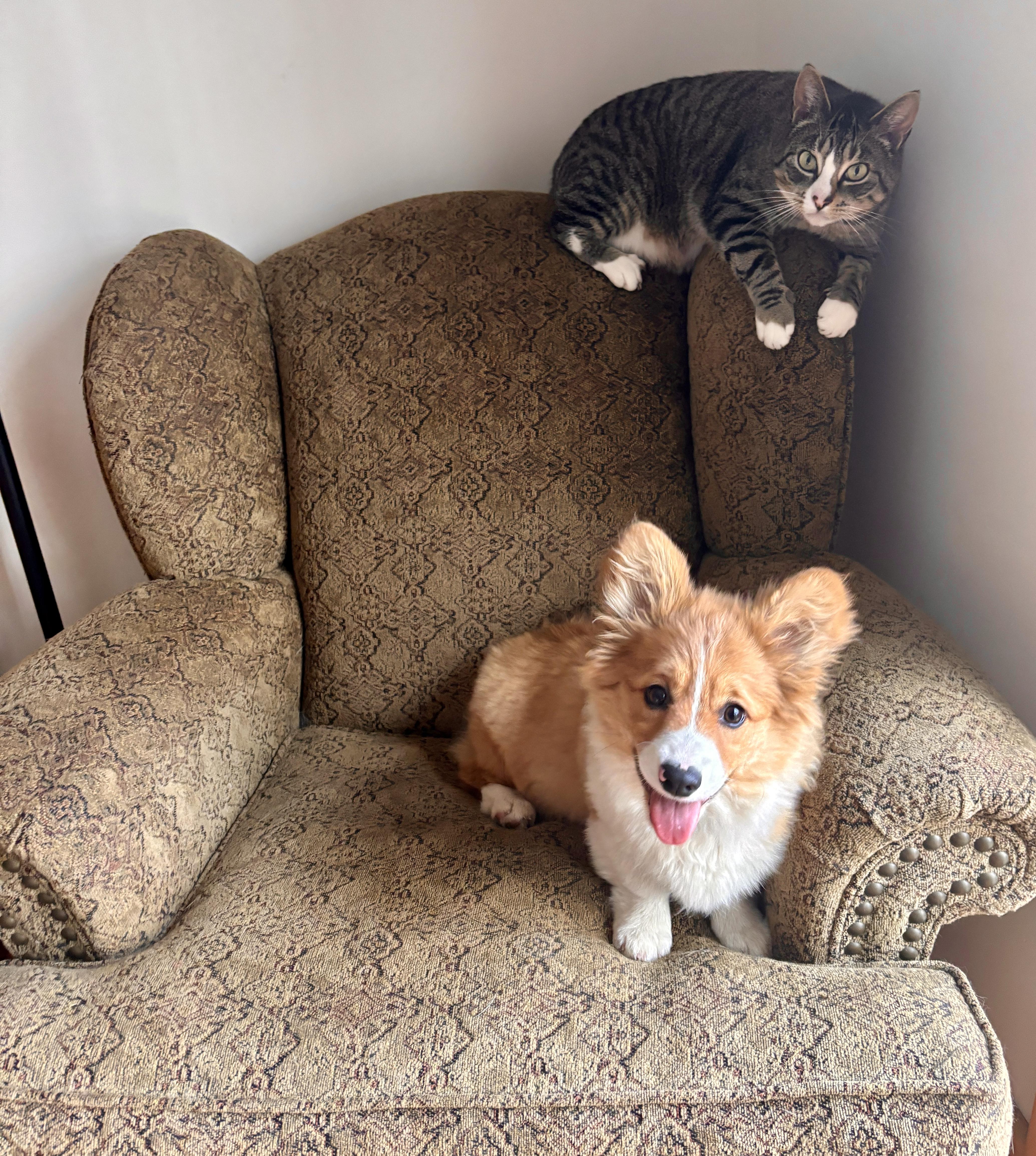 Trowbridge Corgis in New York | Pembroke Welsh Corgi puppies | Good Dog