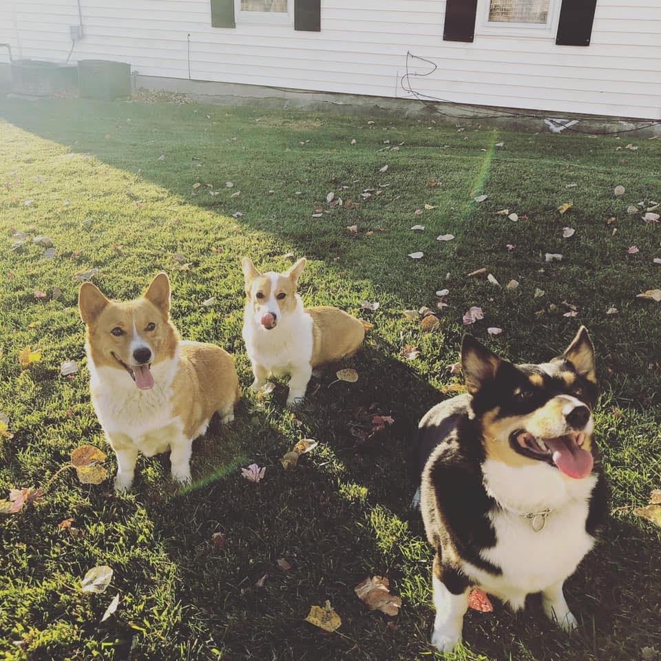 Circle K Corgis in Wisconsin | Pembroke Welsh Corgi puppies | Good Dog