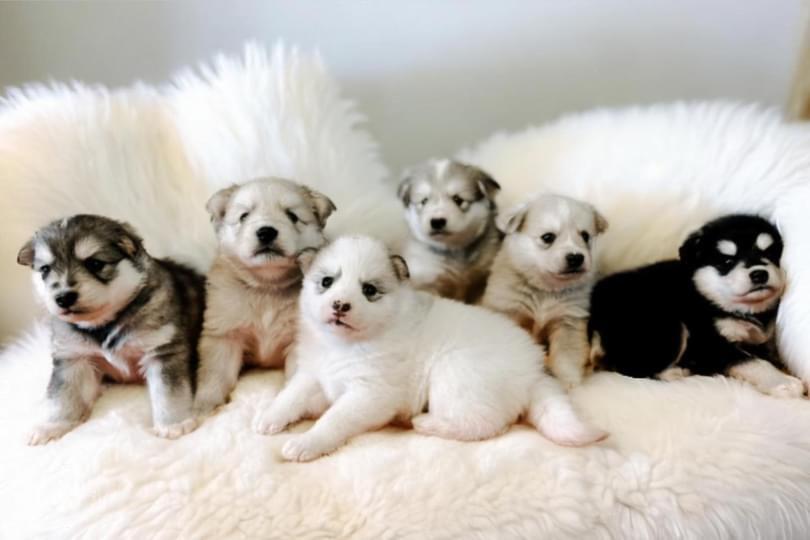 CNY Pocket Pomskies in New York | Pomsky puppies | Good Dog