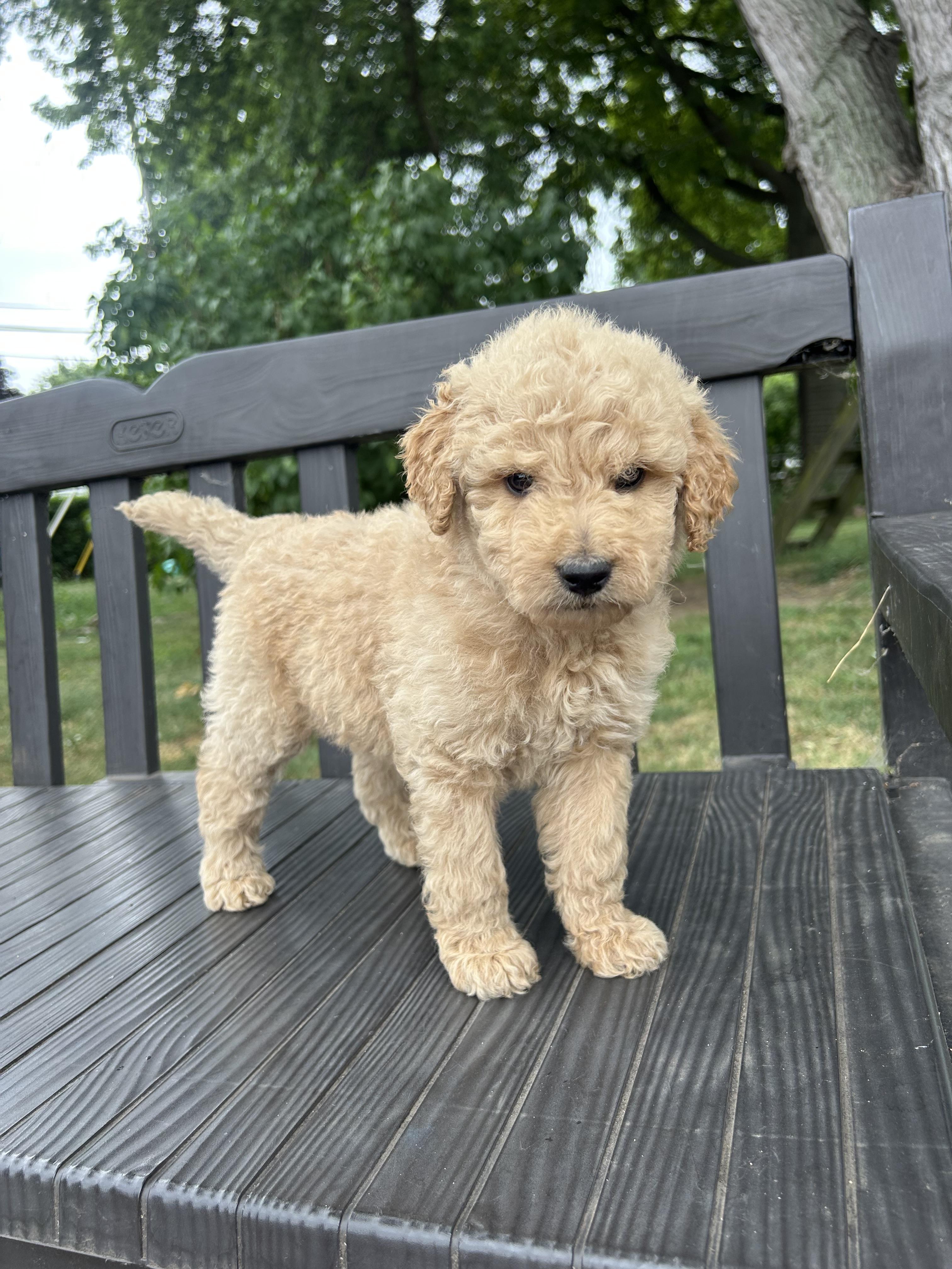 Annette Patterson in Michigan | Goldendoodle and Yorkipoo puppies ...