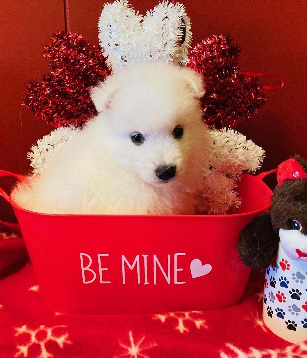 Connie's American Eskimo Dogs and Mini Australian Shepherd Dogs in ...