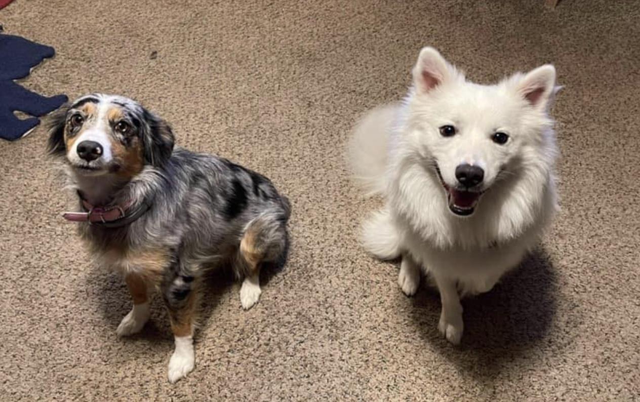 Voya’s Mini Aussies and Eskimos in California | Companion Cross puppies ...