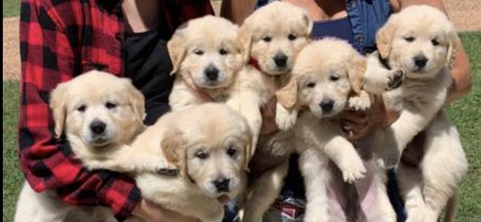 Dream Acres Golden Retrievers in Texas | Golden Retriever puppies ...