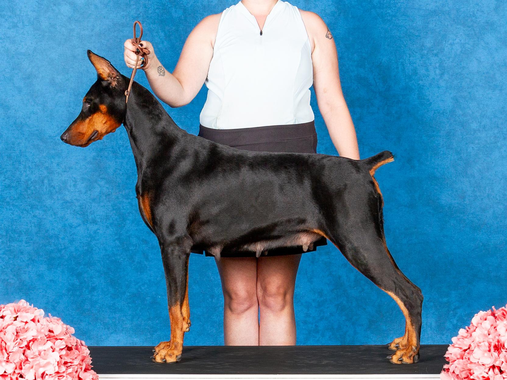 Jackson's Dobermans in Indiana | Doberman Pinscher puppies | Good Dog