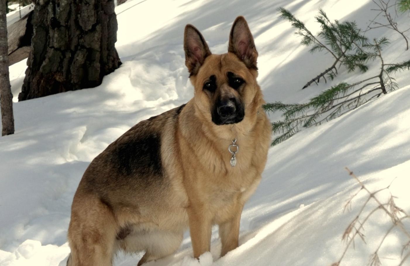 Gentle Giants German Shepherds in Arizona | German Shepherd puppies ...