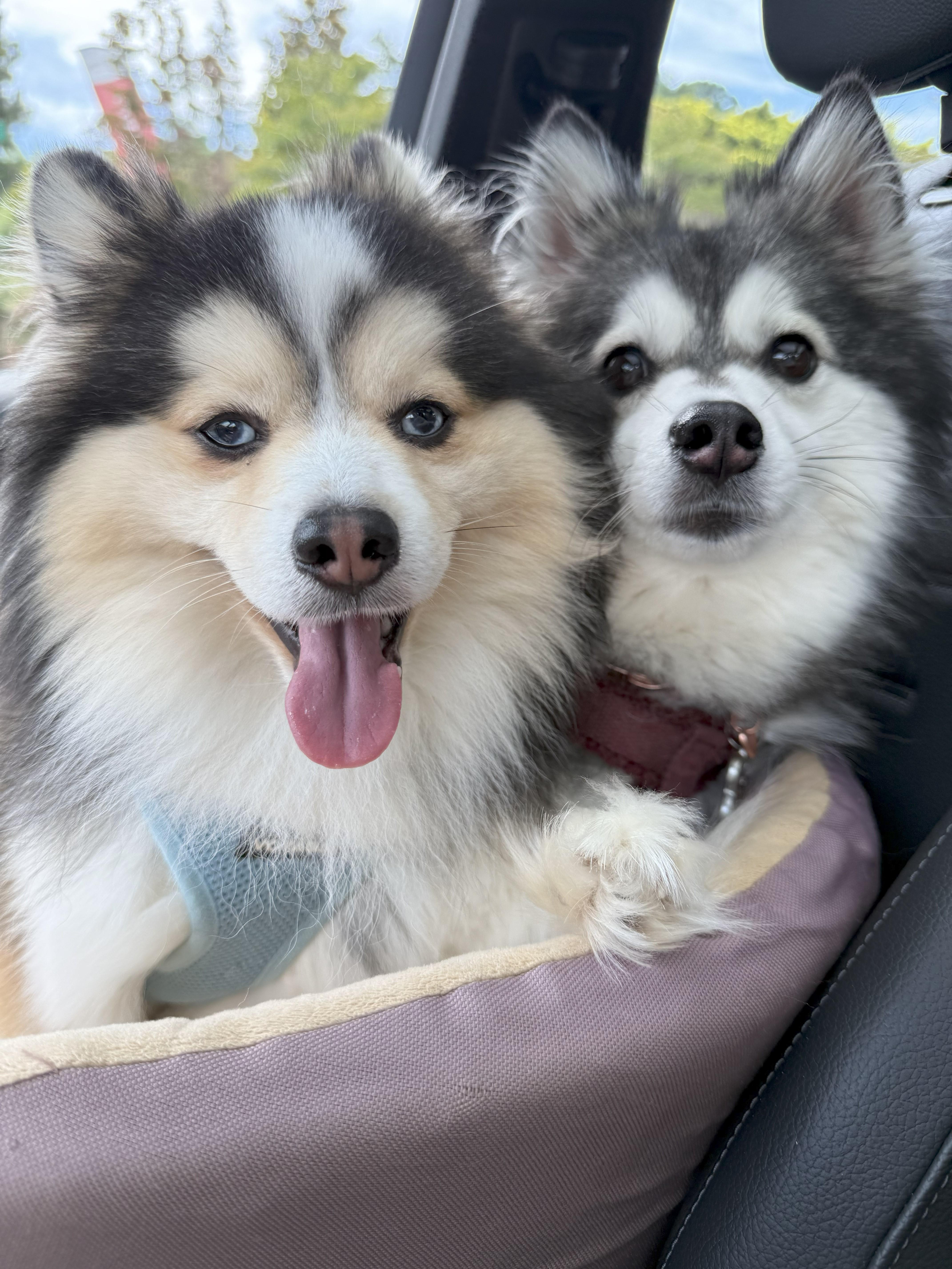 Waxhaw Pomskys in North Carolina | Pomsky puppies | Good Dog