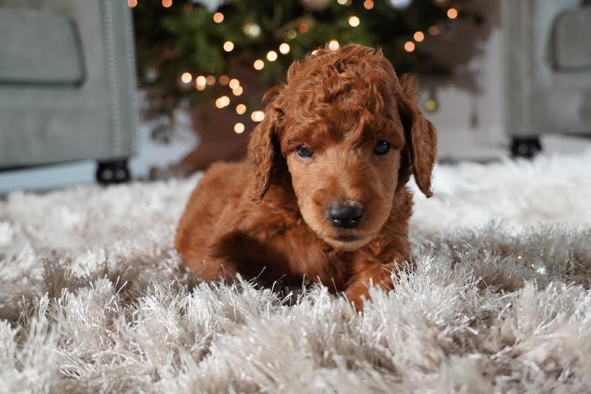 Sunset Standard Poodles in Washington | Poodle puppies | Good Dog