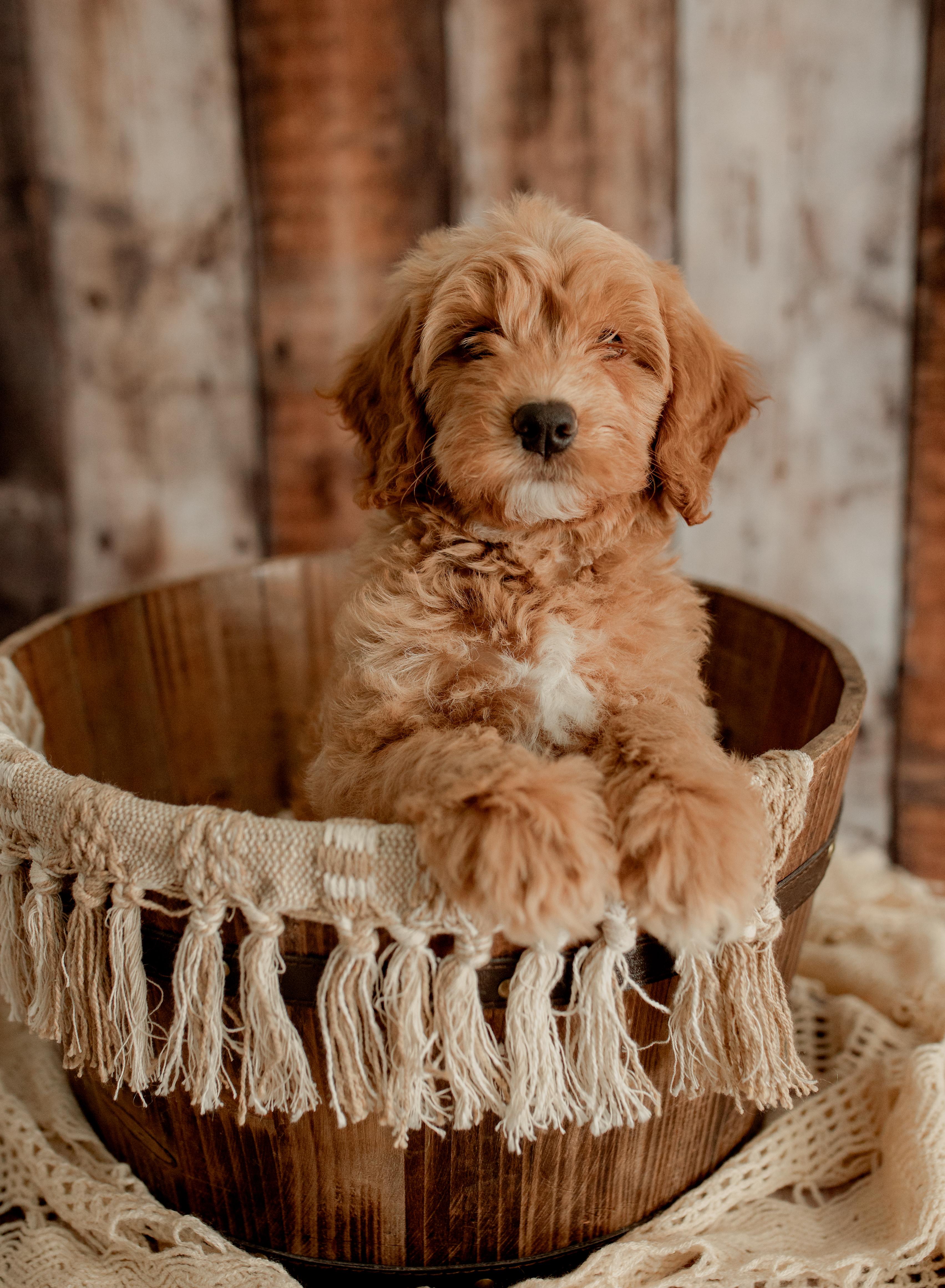 Stroodles Doodles in Montana | Goldendoodle puppies | Good Dog