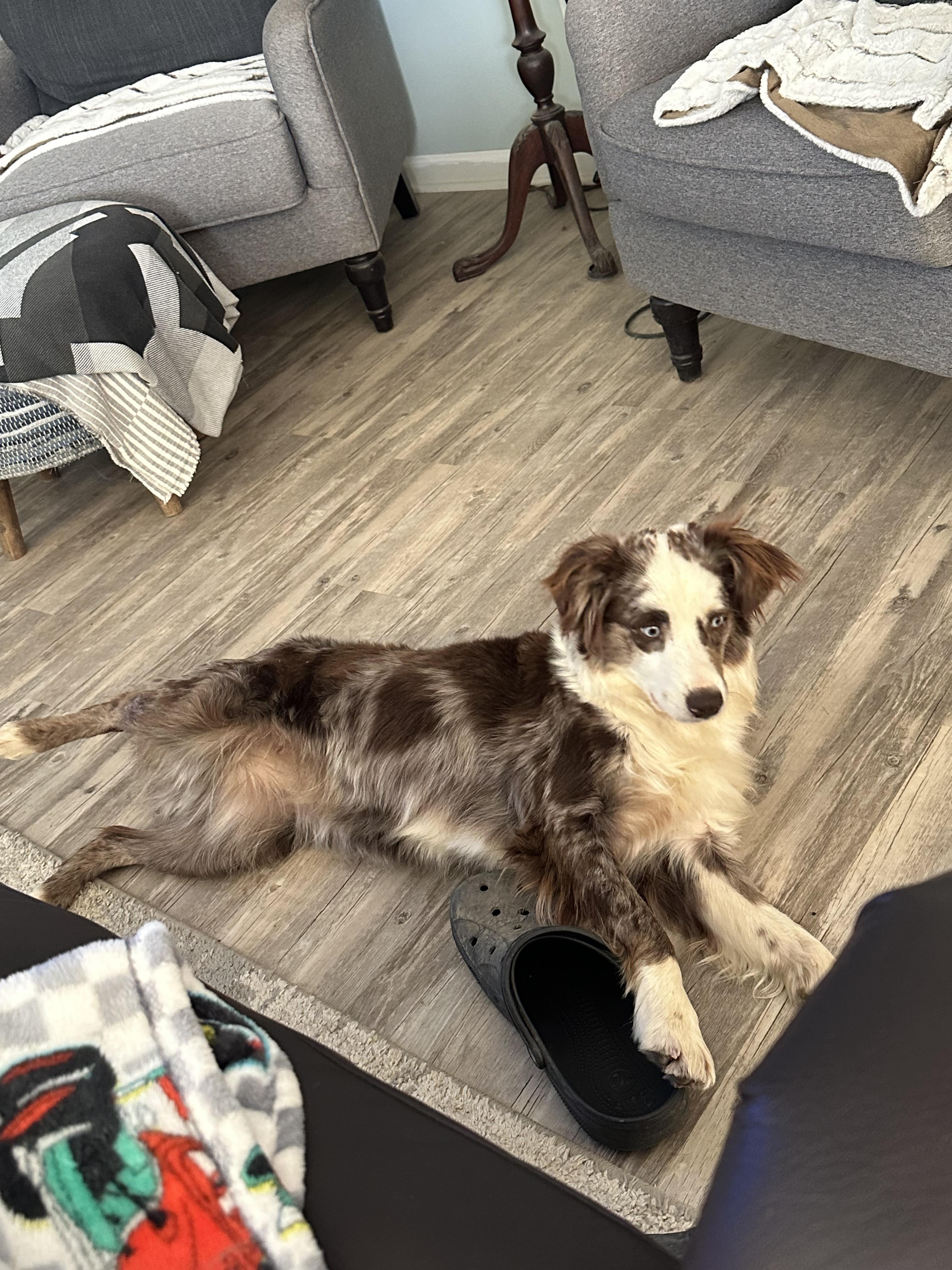 ST. J’s Mini Aussies in Indiana | Miniature Australian Shepherd puppies ...