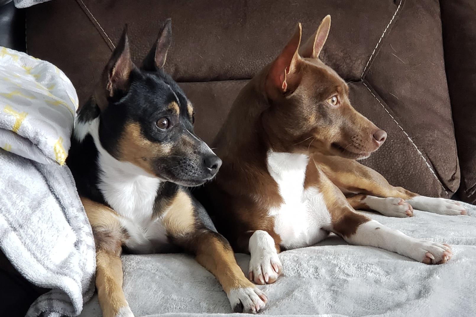 Lapis Lazuli Rat Terriers in Indiana | Rat Terrier puppies | Good Dog