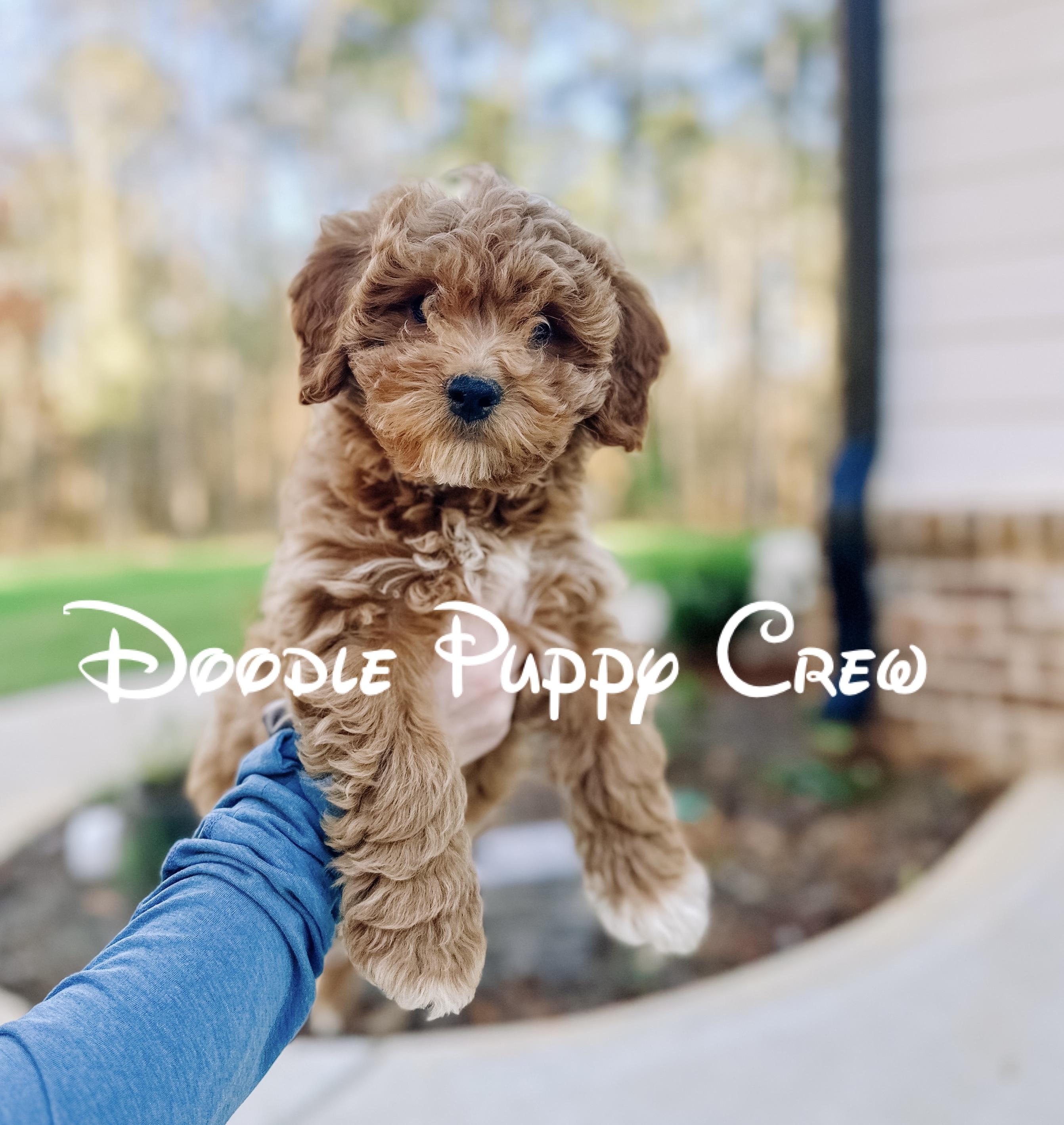 Doodle Puppy Crew in Georgia | Cavapoochon puppies | Good Dog