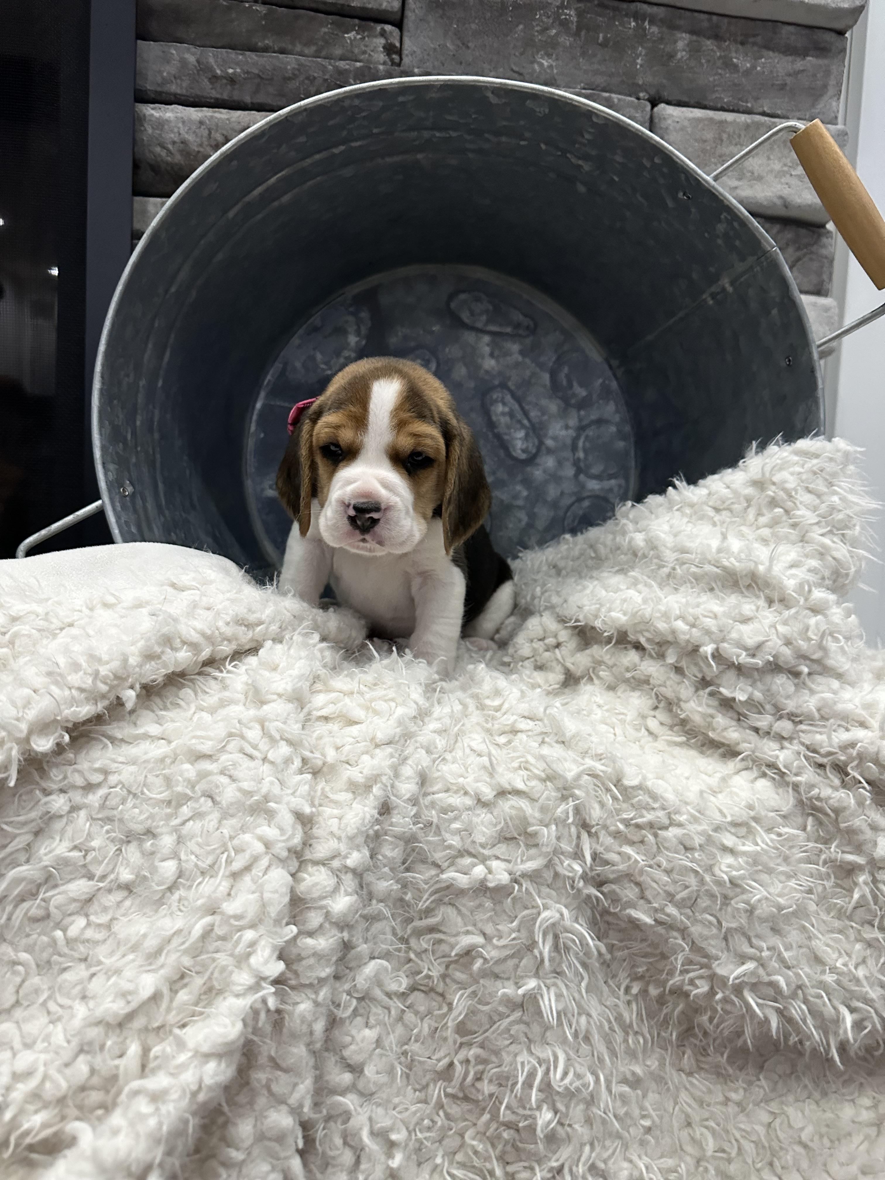 Stranger Creek Beagles in Kansas | Beagle puppies | Good Dog